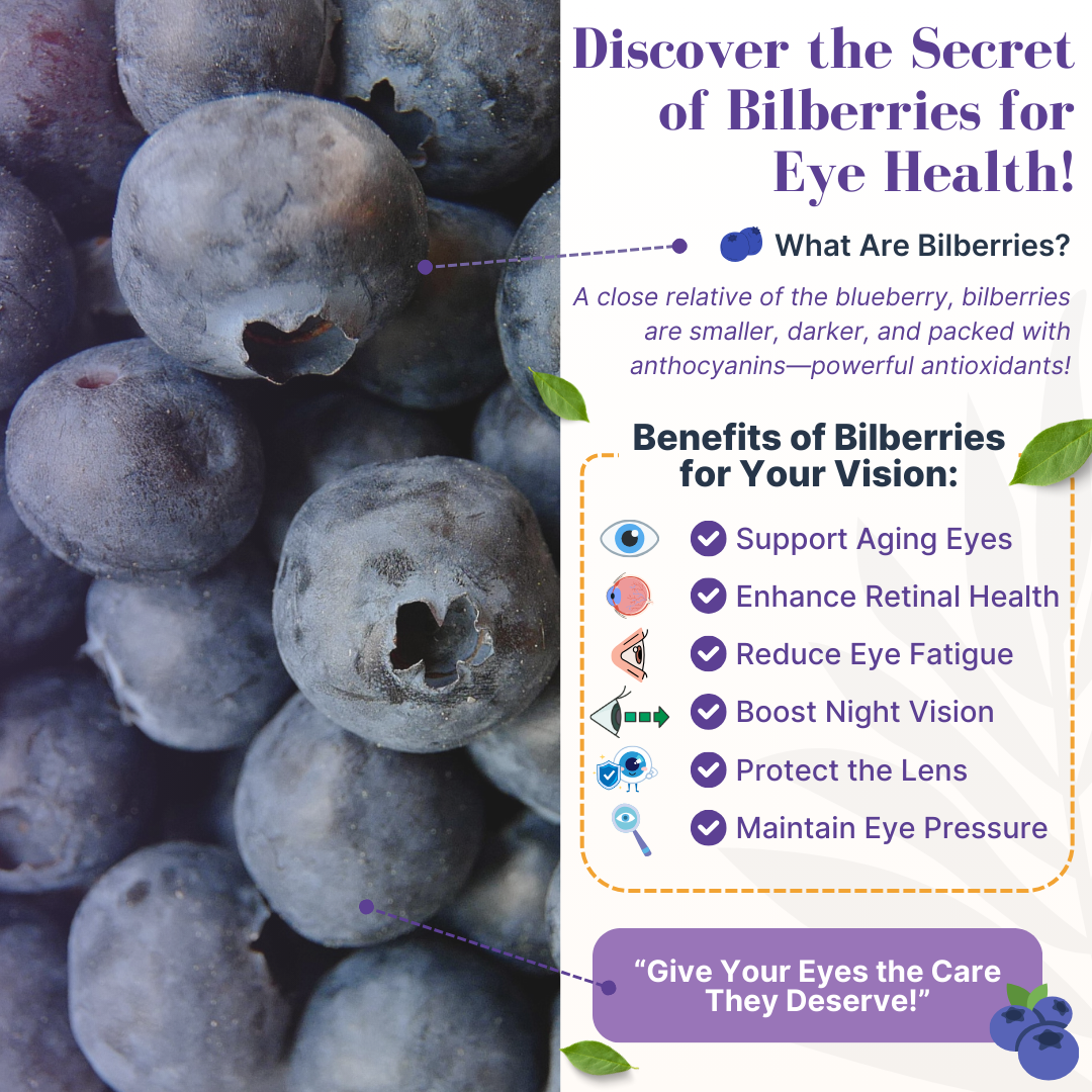 Bilberry: What Are Its Benefits For Vision Health? - Pristene